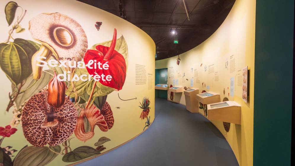 « Sex Appeal La Scandaleuse Vie De La Nature La Nouvelle Exposition