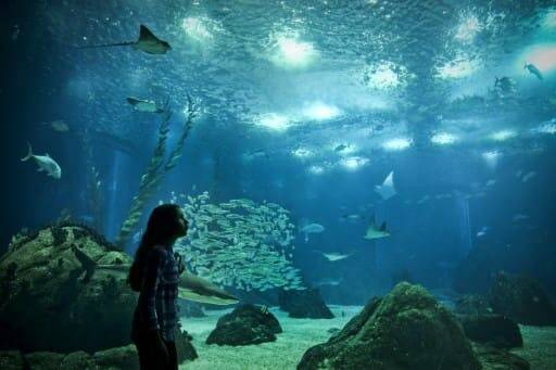 Temps forts : une saison France-Portugal sous le signe du « sentiment ...