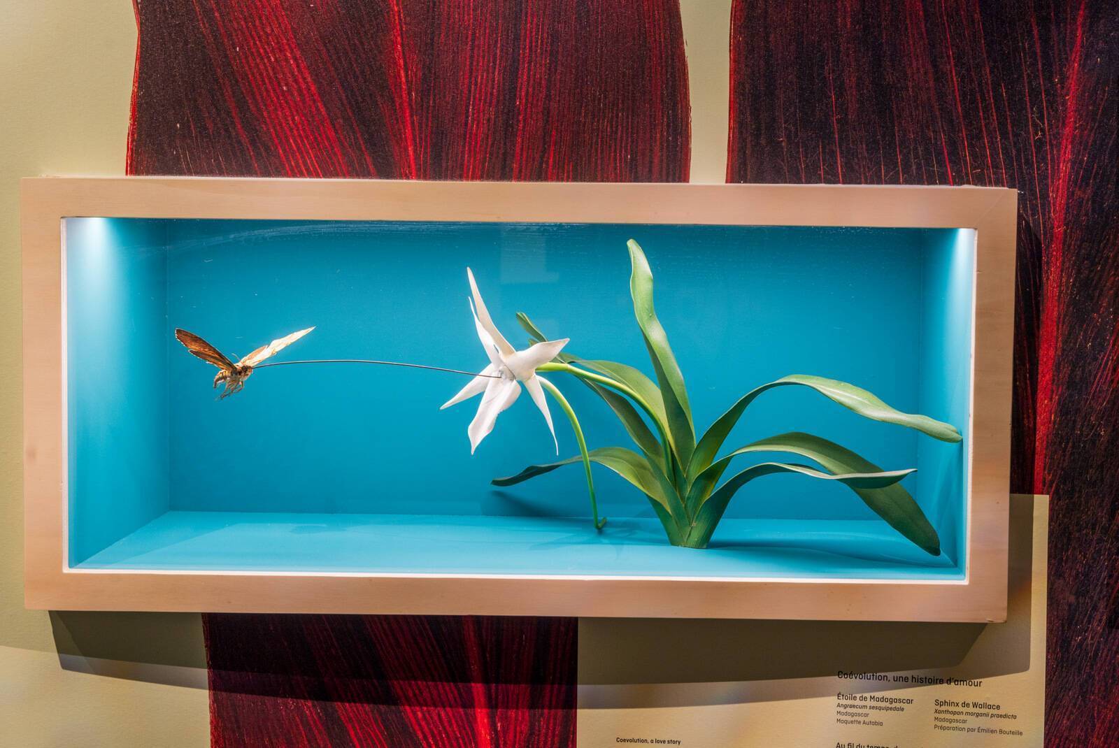« Sex Appeal La Scandaleuse Vie De La Nature La Nouvelle Exposition