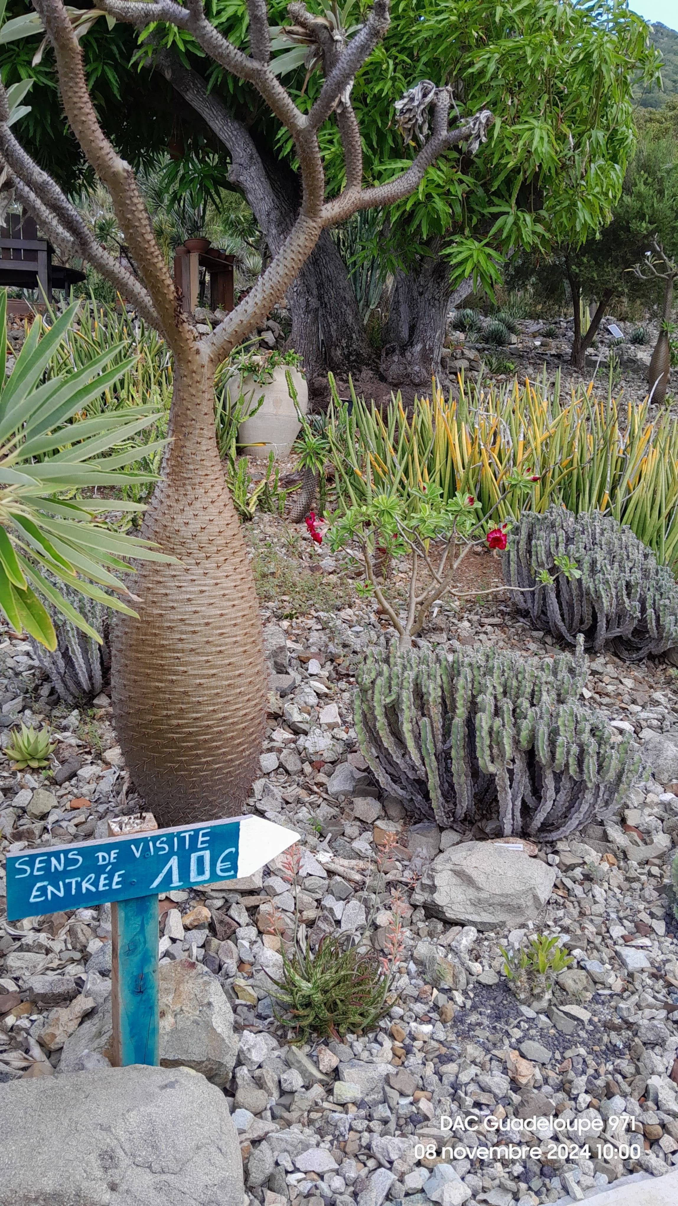 Le Jardin Botanique du Désert à la Désirade, obtient le label : « Jardin remarquable ...